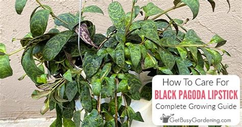 Black Pagoda Lipstick Plant Care And Complete Growing Guide