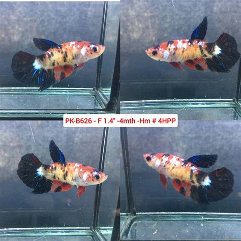 Pk B626 Nemo Galaxy Candy Plakat Female Betta — Coast Gem Usa
