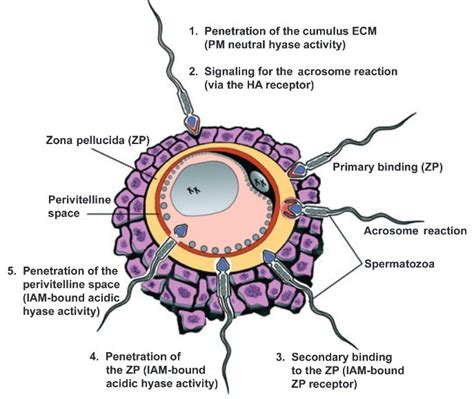 The Male Reproductive System And Hyaluronidase A Biological Insight