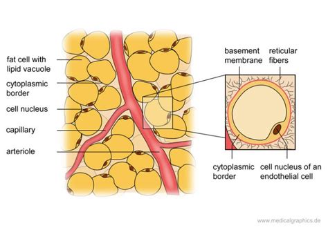 Free Illustration Fat Cells