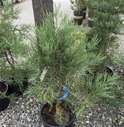 Giant Sequoia Sequoiadendron Giganteum Bultinck Yellow