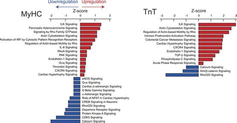 Jci Insight Allele Specific Differences In Transcriptome Mirnome
