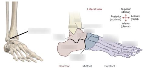 Talocrural Joint Study Key Terms And Definitions In Biology Flashcards