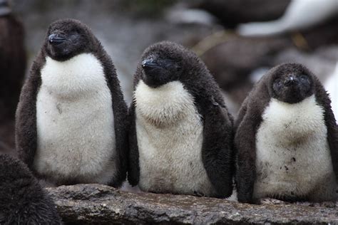 Rockhopper Penguins
