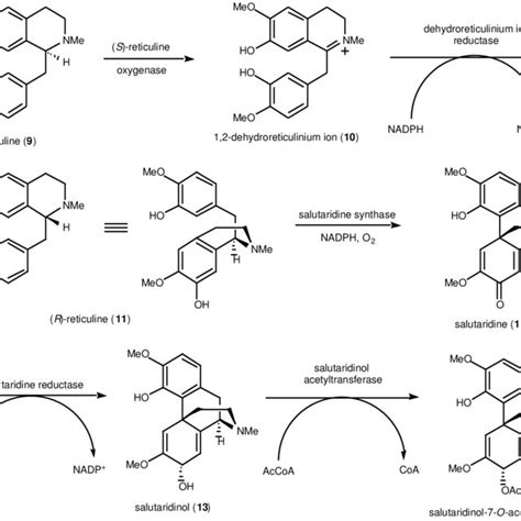 Pdf Morphine Synthesis And Biosynthesis An Update