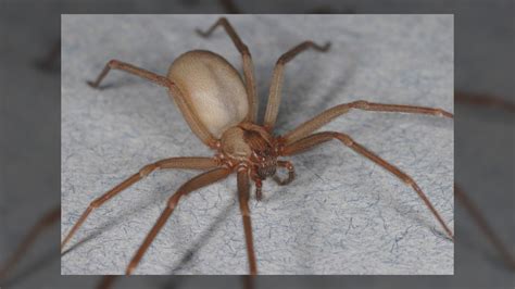 11 Deadliest Spiders Live Science