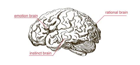 The Three Layers Of The Brain The Evolutionary Mystery Of Instinct