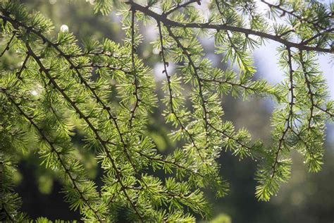 How To Identify The Larch Pine Tree How To Identify The Larch Pine Tree