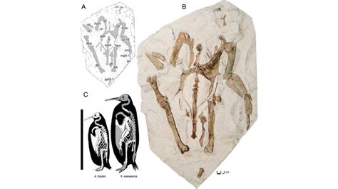 New Zealand Prehistoric Giant Penguin Species Identified From Fossil