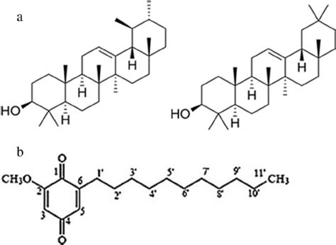 Chemical Structure Of A α Amyrin Left And β Amyrin Right