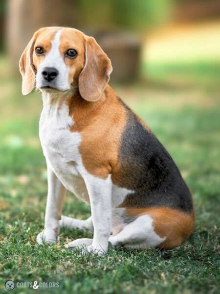 Beagle Coat Colors Coats And Colors