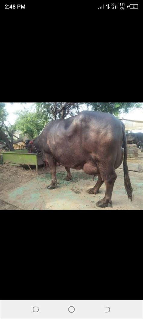 نیلیراوئ Bafloo فتح پور Facebook