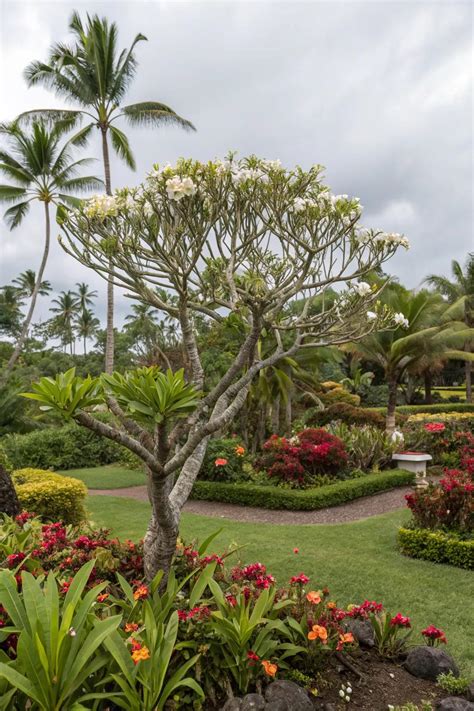 16 Inspiring Frangipani Tree Landscaping Ideas