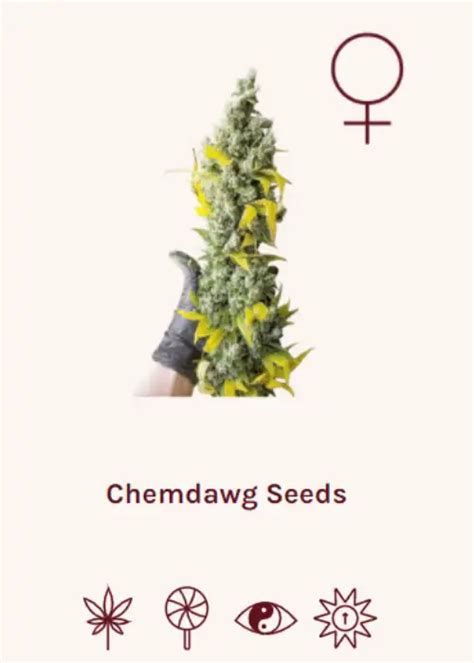 Chocolope Cannabis Strain Information Growdiaries