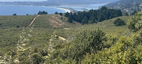 Dipsea Trail California 1 846 Reviews Map Alltrails