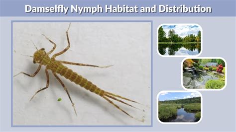 Damselfly Nymph Life Cycle Habitat And Fly Patterns