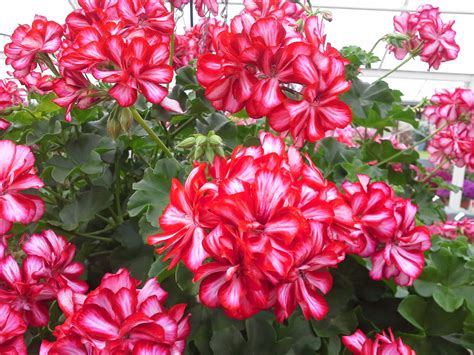 Pelargonium Peltatum Mexica Ruby Xxl Jaunstādi Onava Lv