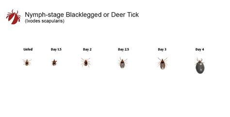 Tick Nymph Biology And Management Of Ticks In New Hampshire Fact