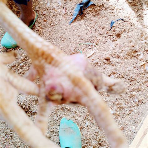 Lapododermatite La Pododermatite Poulets Du Château