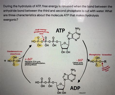 Solved During The Hydrolysis Of Atp Free Energy Is Released