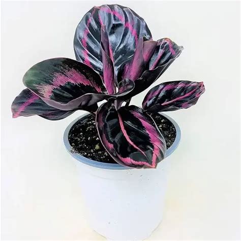 Calathea Roseopicta Linden Regel Princess Jessie Jiffy Plants