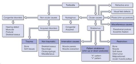 Abnormal Head Postures Causes And Management Ento Key
