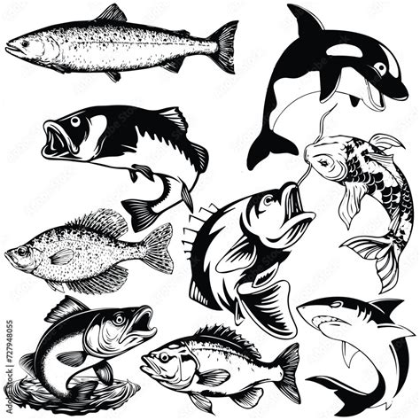 Vector Fish Vector Art Graphics Fishs Icons Set Vintage Illustration