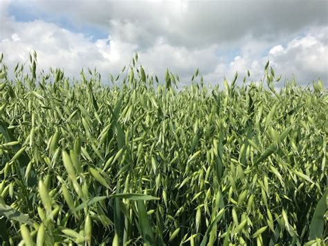 Top Tips For Growing Oats Senova