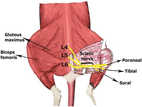 The Rat Sciatic Nerve Is Anatomically Located Between The Download