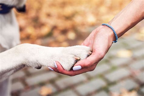 Euthanasia Consent Form Justin Animal Hospital