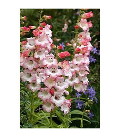 Penstemon 10 Varieties Available Tablelands Nurseries Online