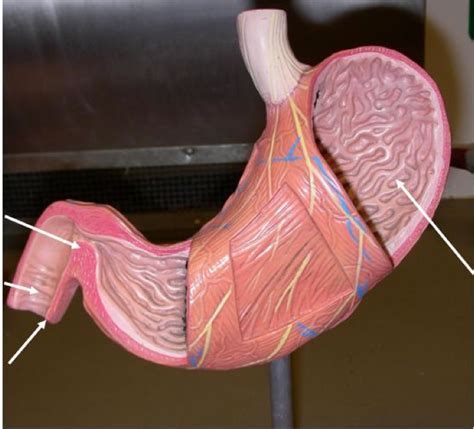 Anatomy Lab Exam 2 Diagram Quizlet
