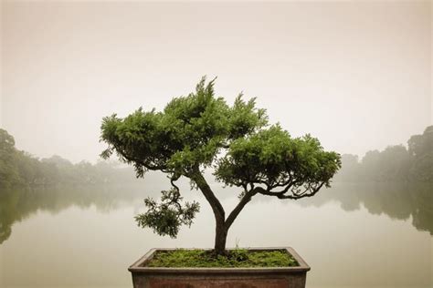 Bonsai Garden Wallpaper