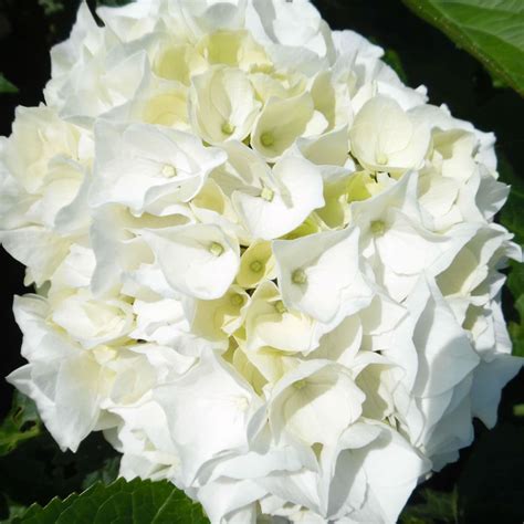 Hydrangea Macrophylla Wudu H