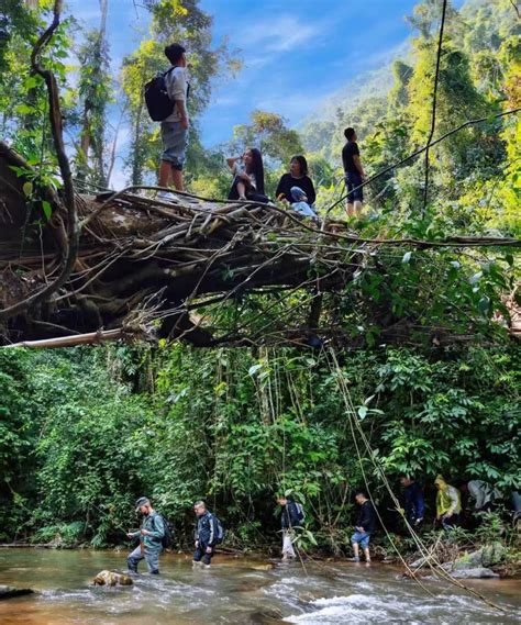 附生植物：雨林的空中居民，长在树上的植物水分