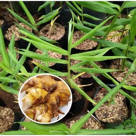 Jual Bibit Panglai Tanaman Berakar Shopee Indonesia