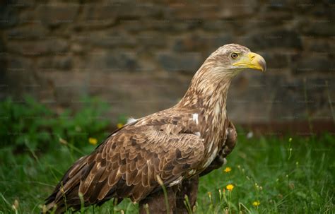 A Majestic Eagle Stands Alert In Grassy Field Photo Bird Image On