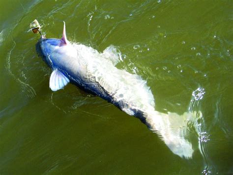 The Invasive Blue Catfish Of Chesapeake Bay On The Water