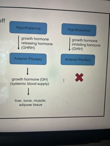 Phys Lecture 5 Flashcards Quizlet