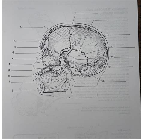 Midsagittal Section Of The Skull Diagram Quizlet
