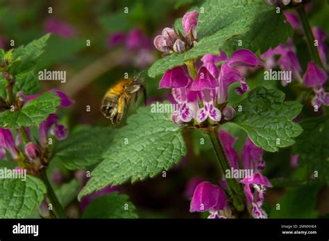 Large Fluffy Bumblebee Closeup Background With A Bumblebee Pollinating