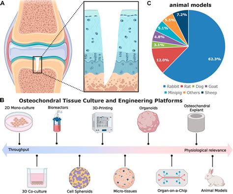 Frontiers A Rabbit Osteochondral Defect Ocd Model For Evaluation Of