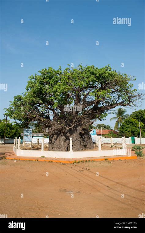 Baobab Tree Mannar Island North Eastern Province Sri Lanka