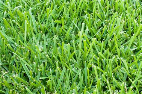 Florida Grass Selections The 6 Top Choices Roedells Landscaping