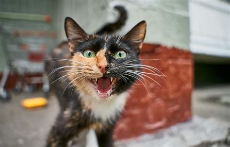 Cat Yowling At Night
