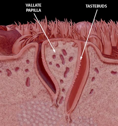 Anatomy And Physiology The Terrific Tongue