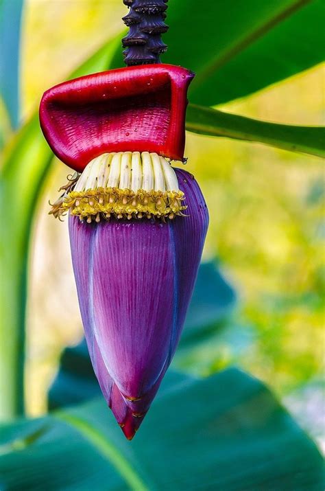 Banana Tree Flower Free Photo On Pixabay Banana Tree Banana Flower