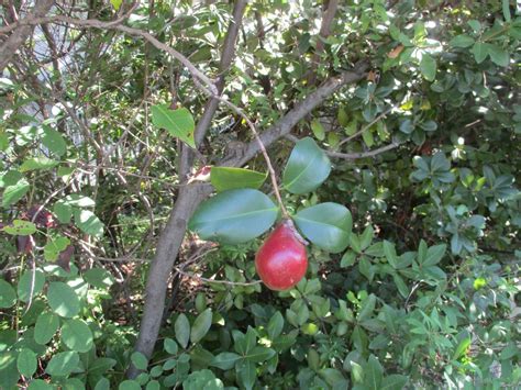 アクロス福岡いきものごよみヤブツバキの実編｜ニュース｜アクロス福岡ホームページ