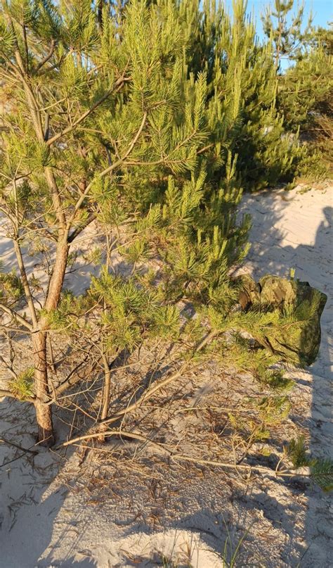 Pencott Wildwood Effectiveness R Camouflage