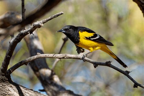 12 Black And Yellow Birds Happy Birding